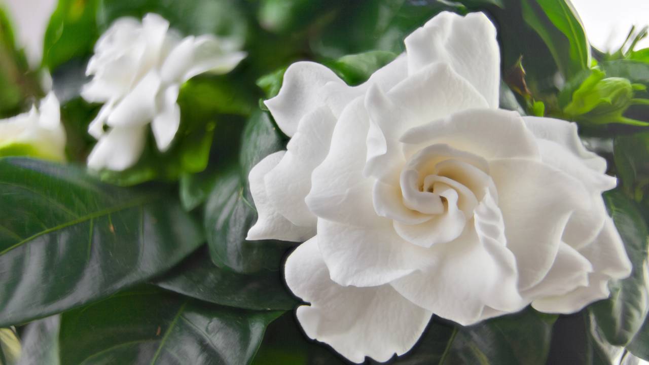 Gardênia é cara ou difícil? Veja quanto custa manter a planta que deixa ...