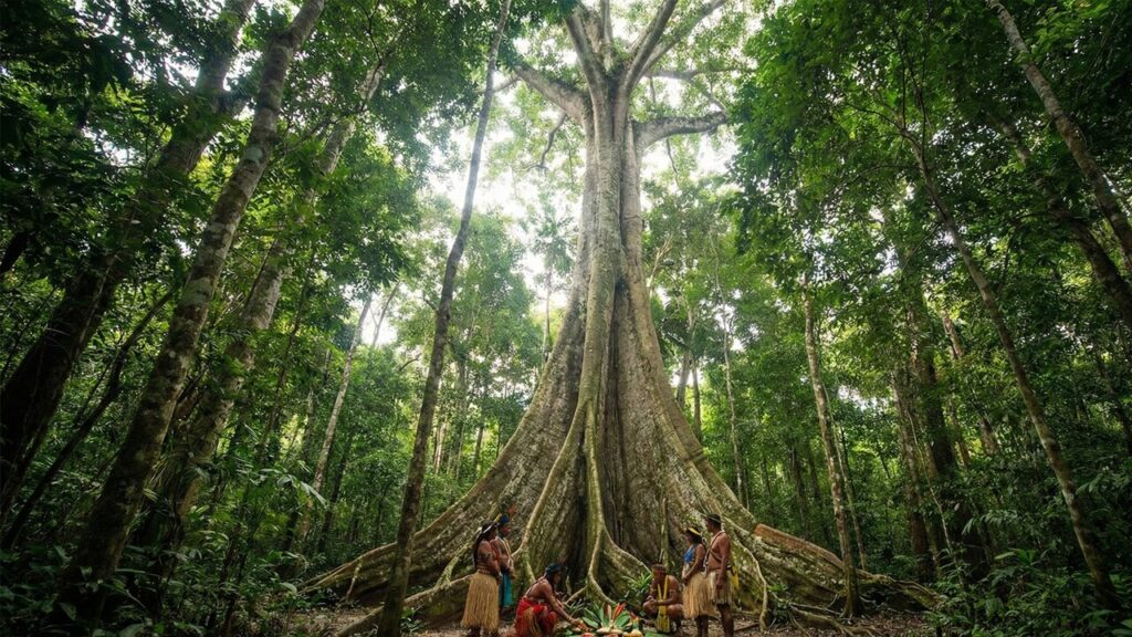 Com até 90m de altura e raízes gigantes, a Sumaúma virou a rainha da ...